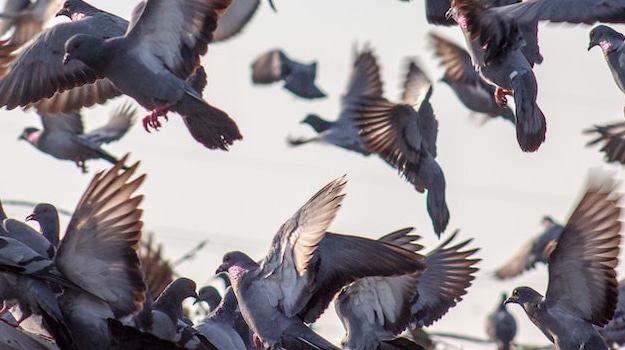 Flying pigeons for pleasure - Seeknpick