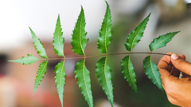 Best Benefits of Neem - Seeknpick